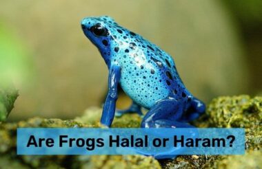 Is Seafood Halal or Haram? (Crab, Lobster, Shark, Octopus)