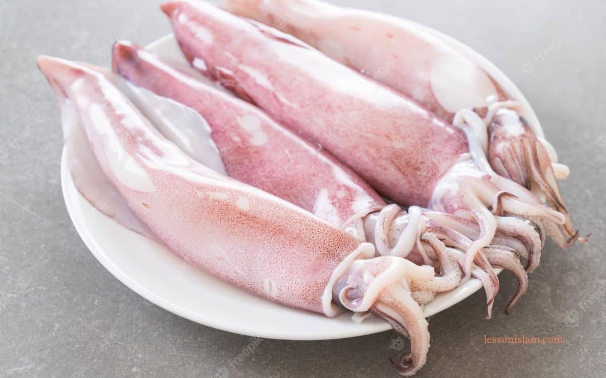 Is Squid Halal or Haram in Islam - Lesson Islam